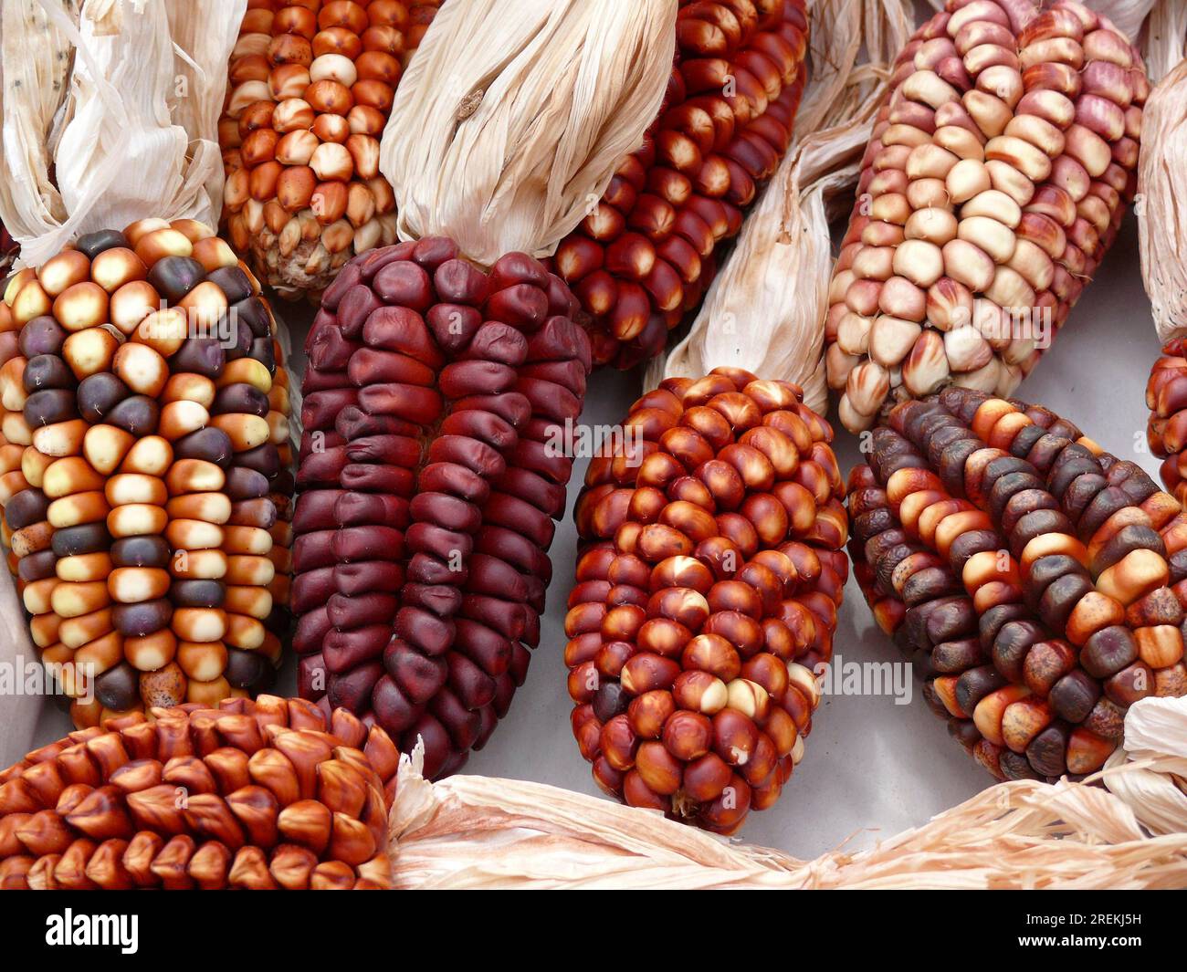 Peruvian ornamental maize Stock Photo - Alamy