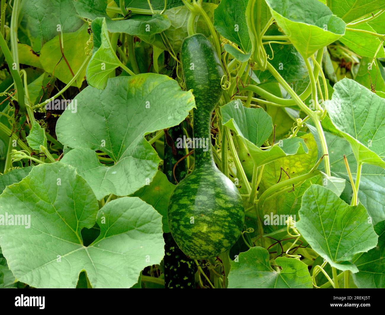 Ornamental pumpkin, calabash, bottle gourd Stock Photo - Alamy