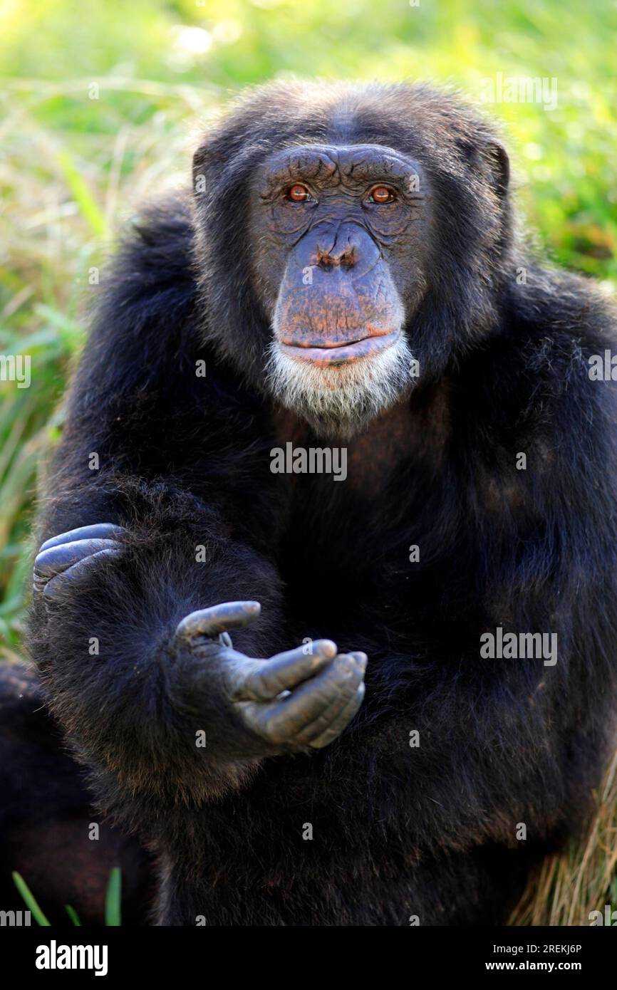Chimpanzee Chimpanzee Pan t. troglodytes Adult with begging gesture ...