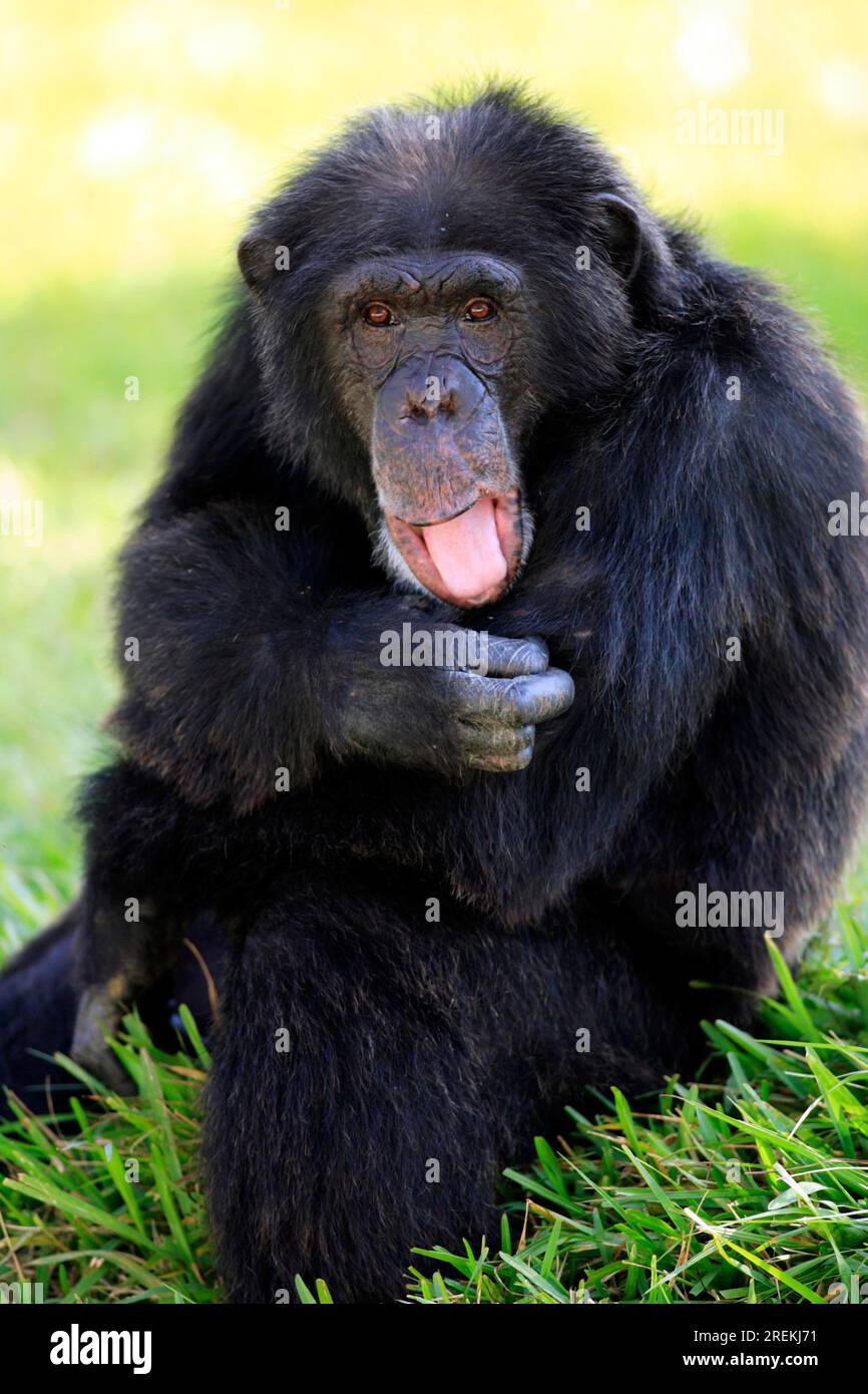 Chimpanzee Chimpanzee Pan t. troglodytes Adult male male portrait ...
