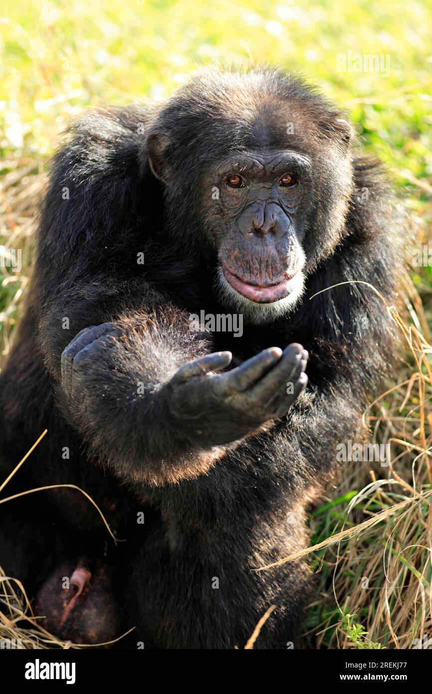 Ape gesture hi-res stock photography and images - Alamy
