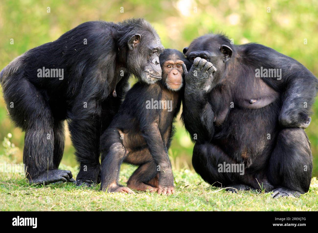 Chimpanzee Chimpanzee Pan t. troglodytes Adults female with young ...