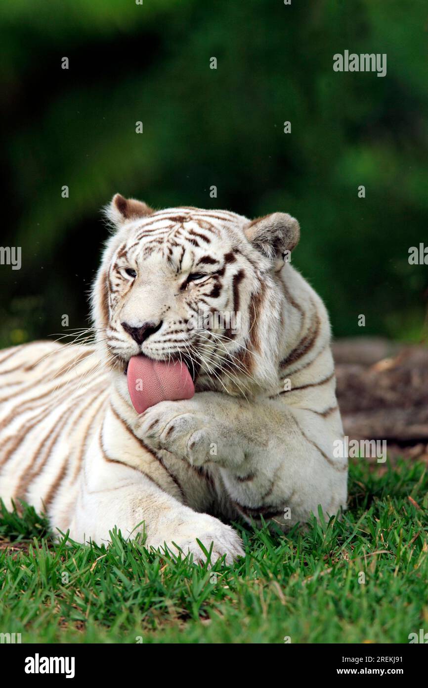Royal Bengal Tiger (Panthera tigris tigris), white Indian Tiger Adult ...