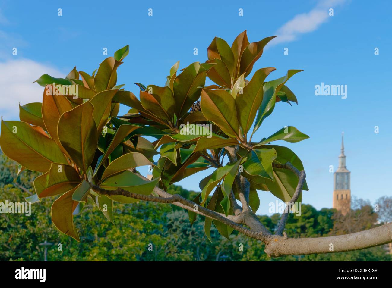 Magnolia branch hi-res stock photography and images - Alamy