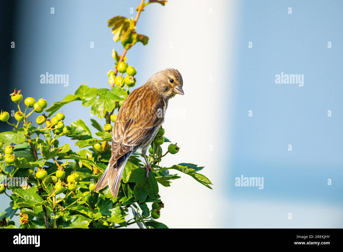 Female linnet hi-res stock photography and images - Alamy