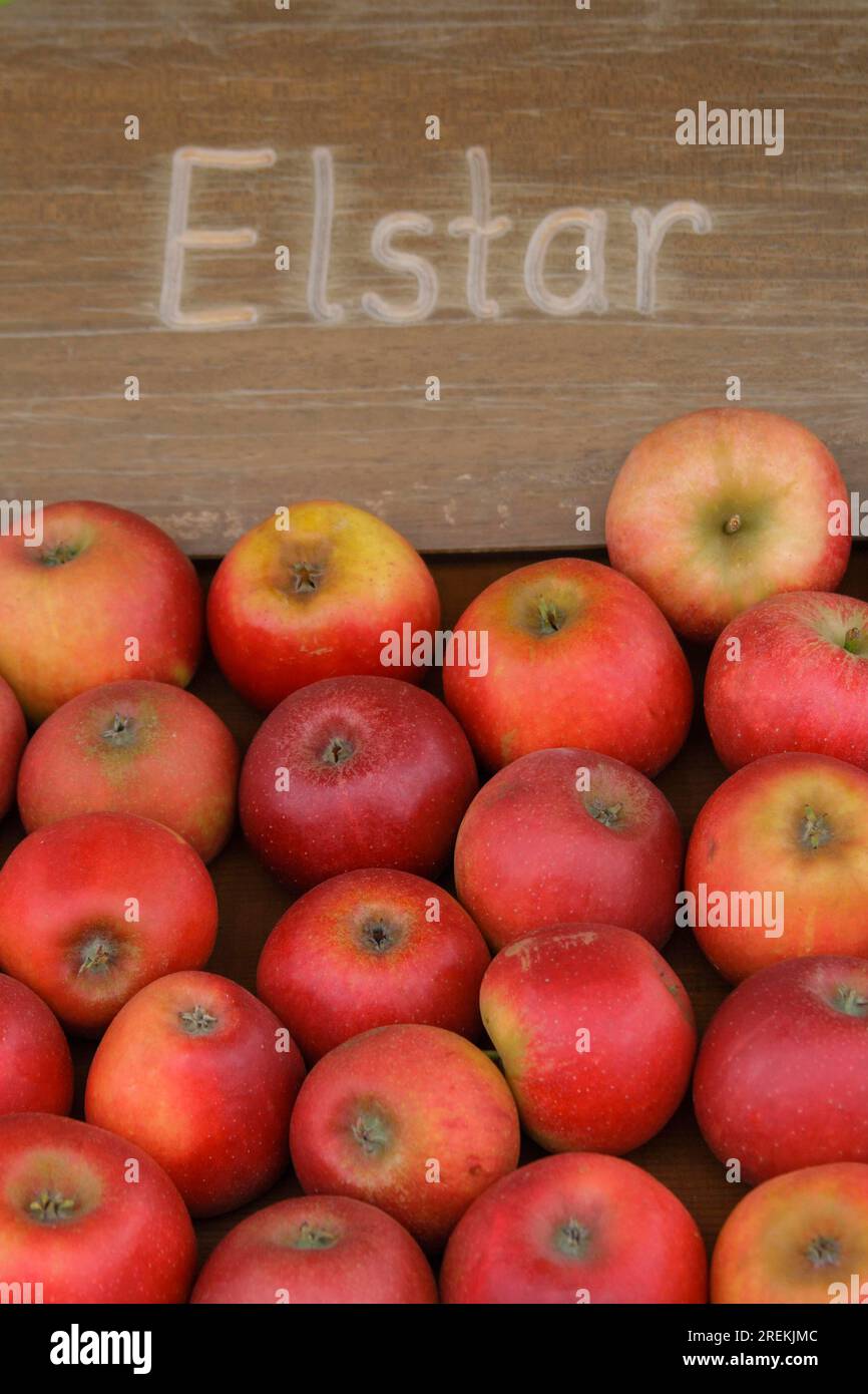 Elstar apples hi-res stock photography and images - Alamy