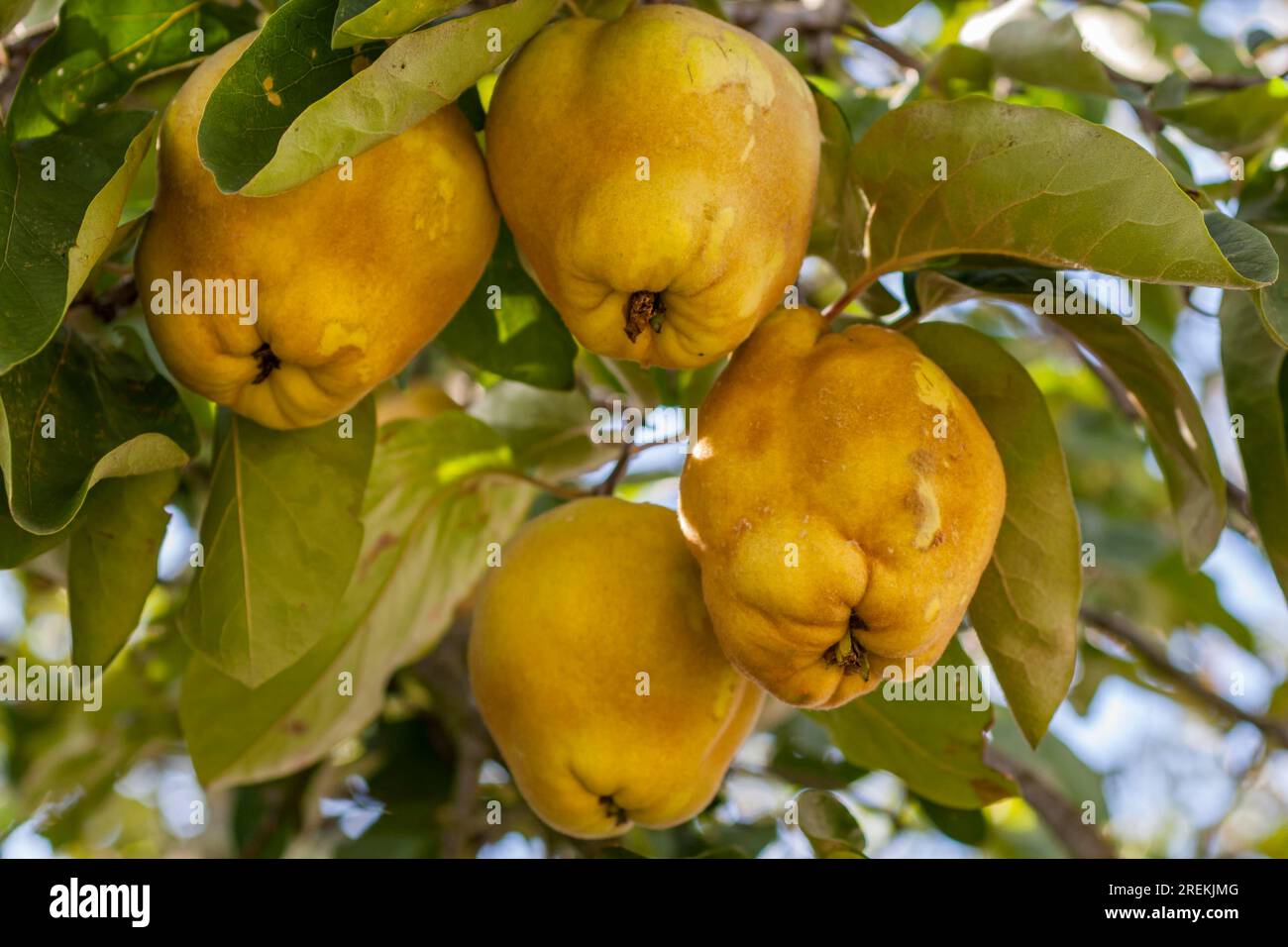 Hairy quince hi-res stock photography and images - Alamy
