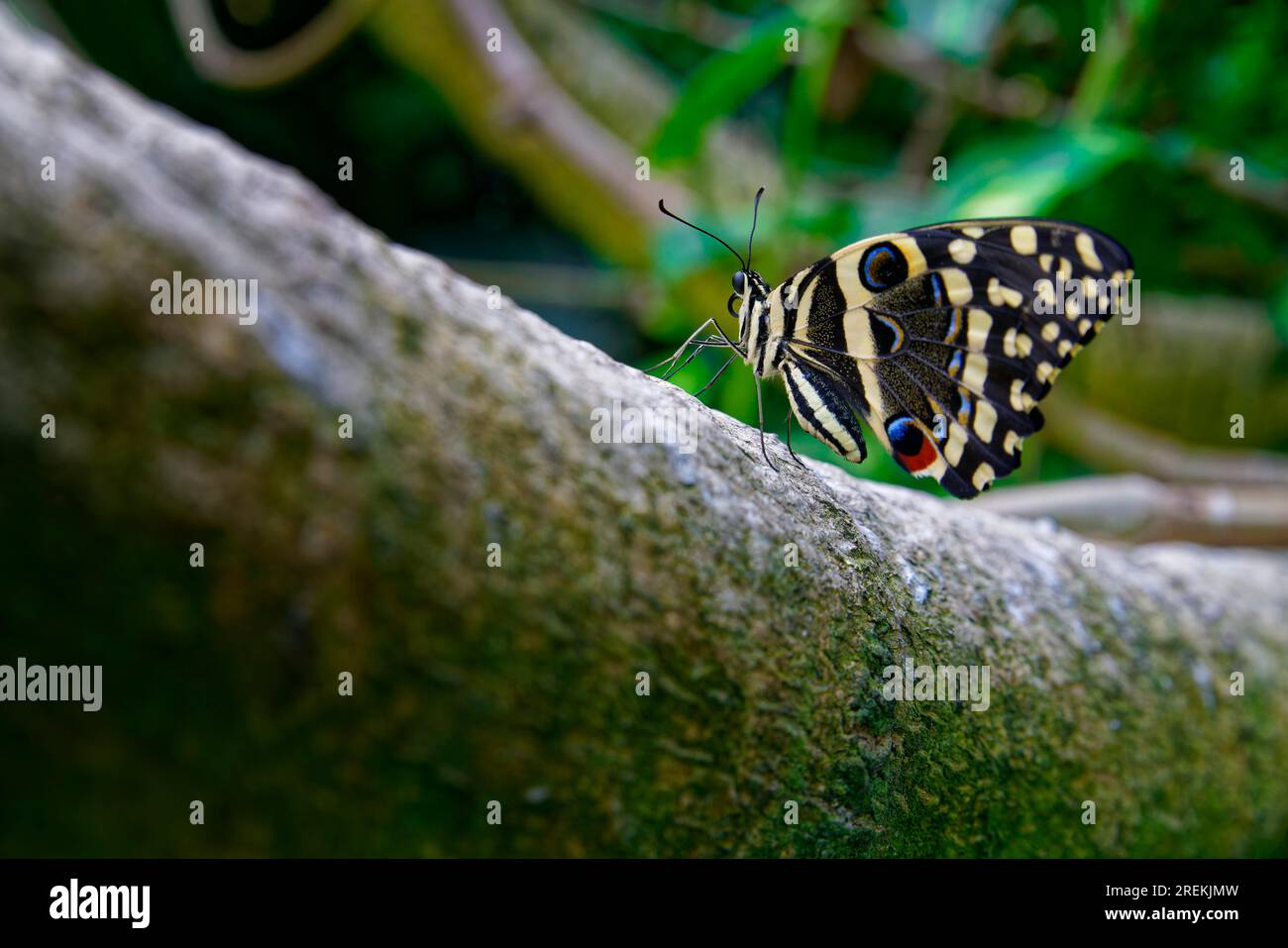Butterfly on a stem, citrus swallowtail (Papilio demodocus ...