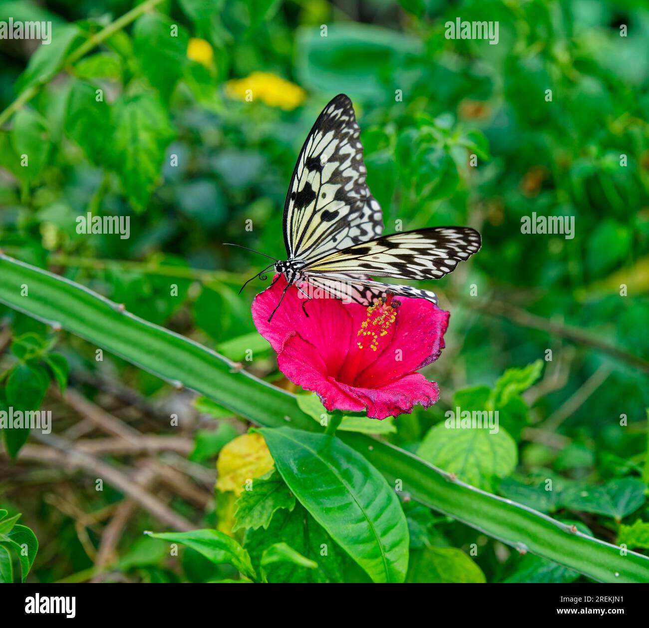 White tree nymph on hibiscus flower, 'Idea leuconoe, distribution ...