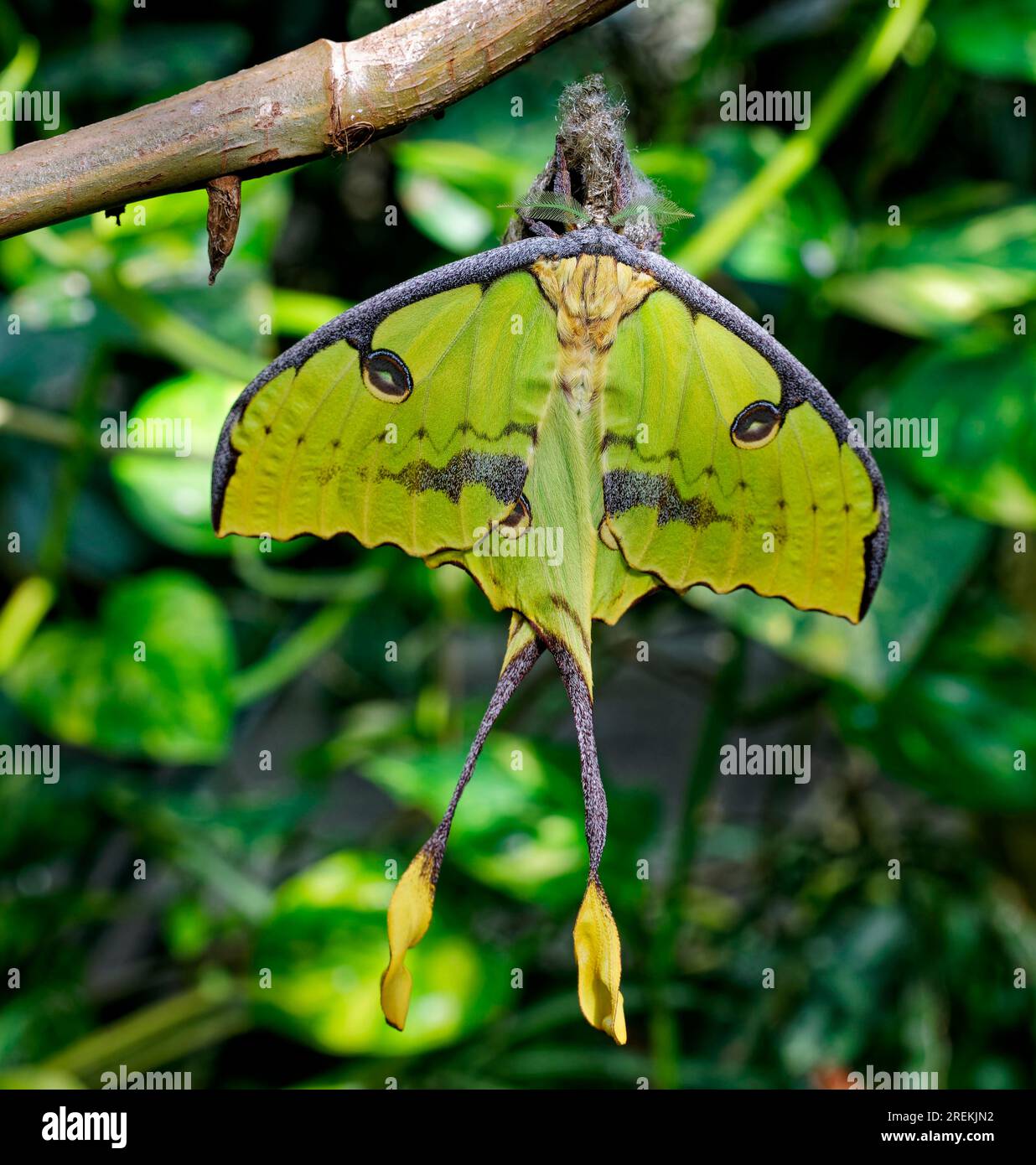 Freshly hatched comet moth (Argema mittrei), species peacock moth ...
