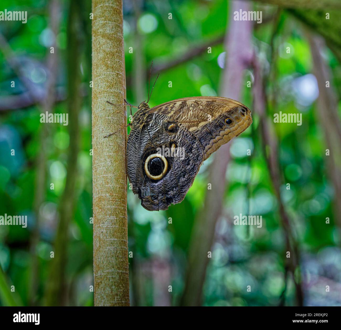 Banana butterfly, Caligo brasiliensis Family (Nymphalidae ...