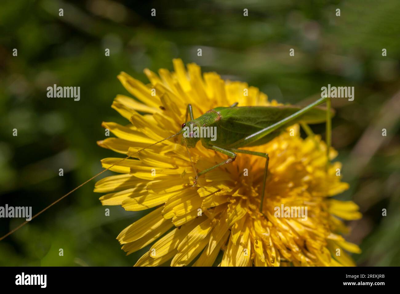 Grasshopper of europe hi-res stock photography and images - Alamy