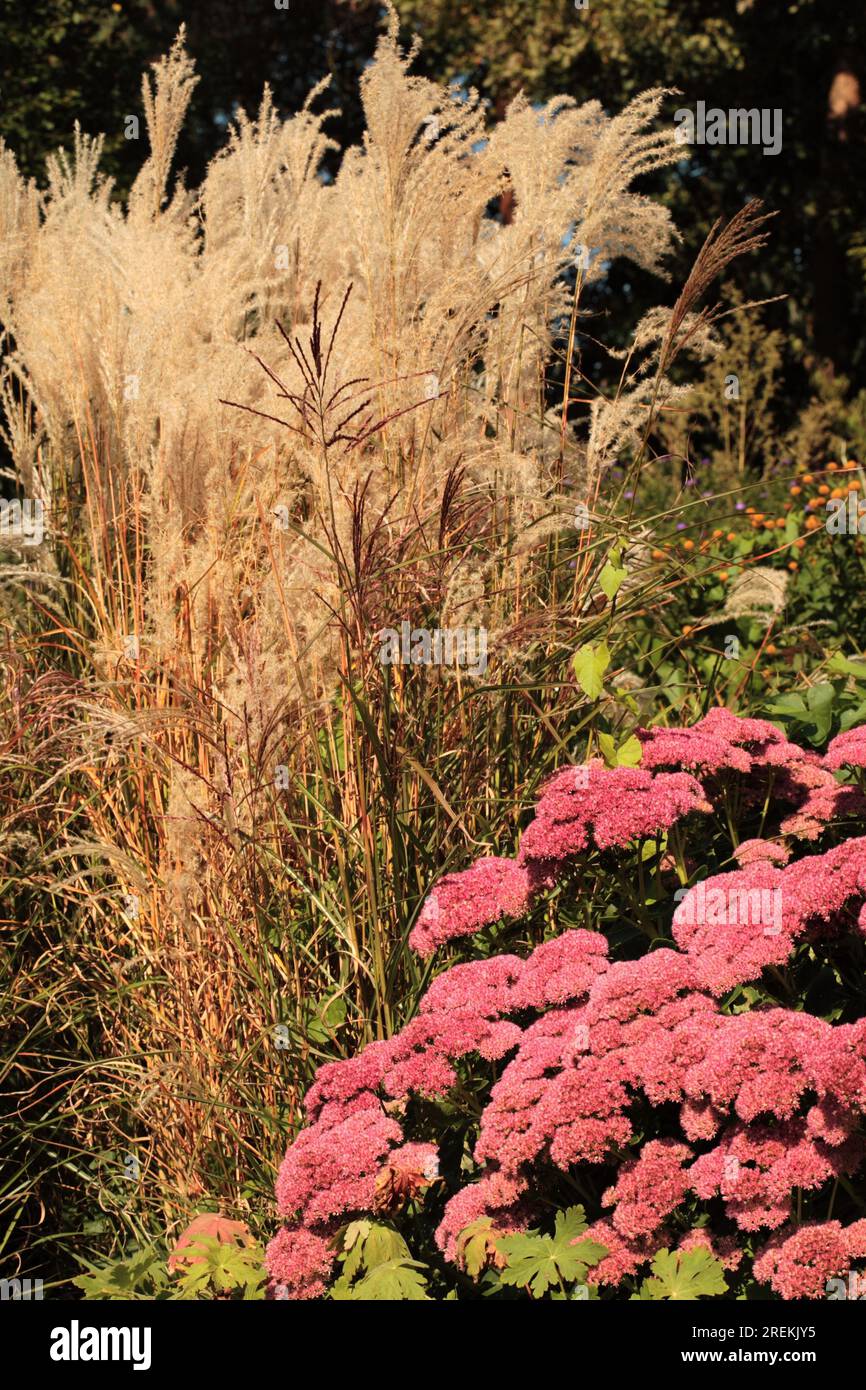 Chinese reed - Miscanthus sinensis 'Silver Feather' with stonecrop ...