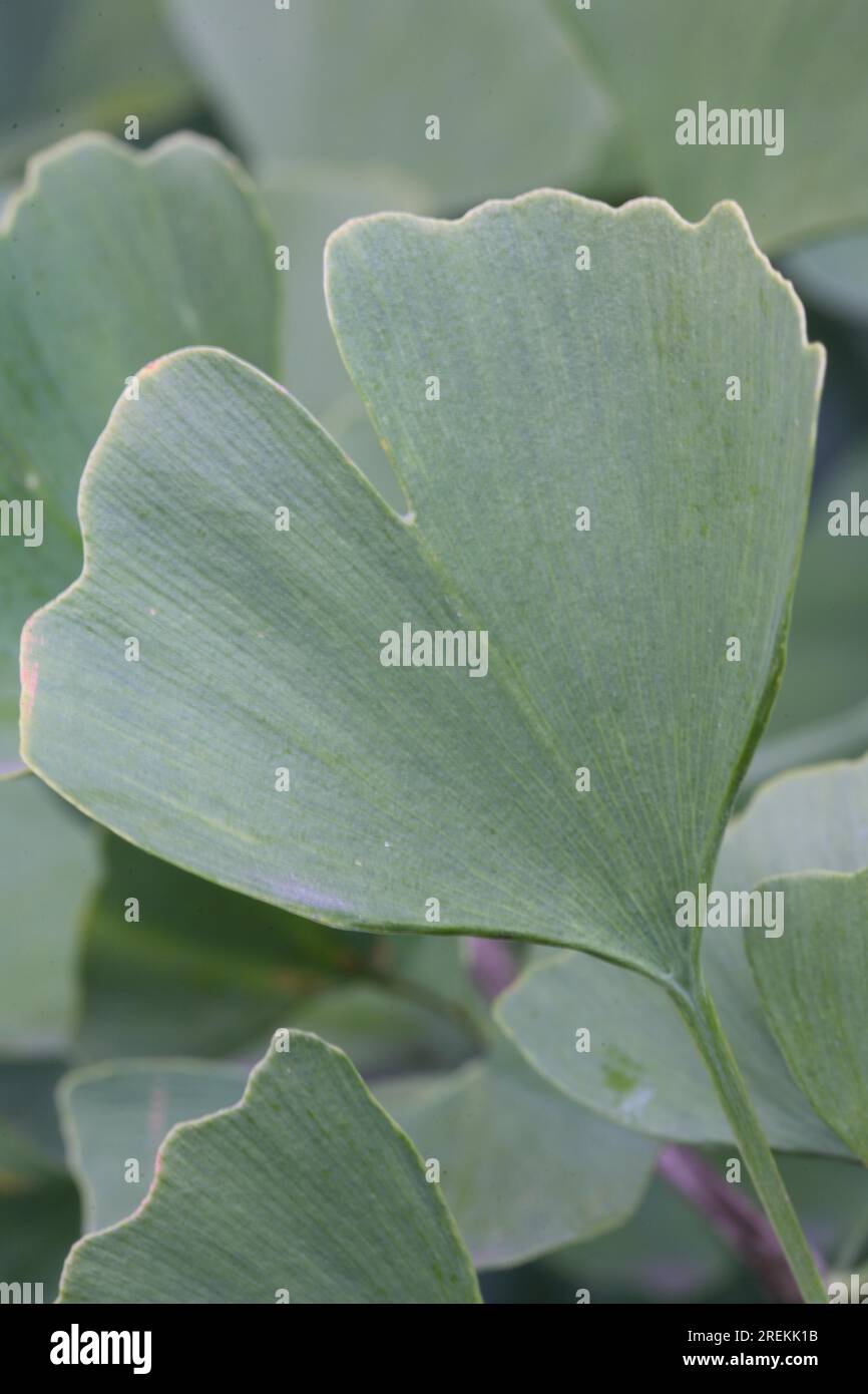 Ginkgo fanleaf tree (Ginkgo biloba Stock Photo - Alamy