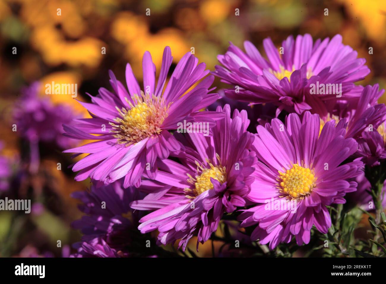 Crimson dome hi-res stock photography and images - Alamy