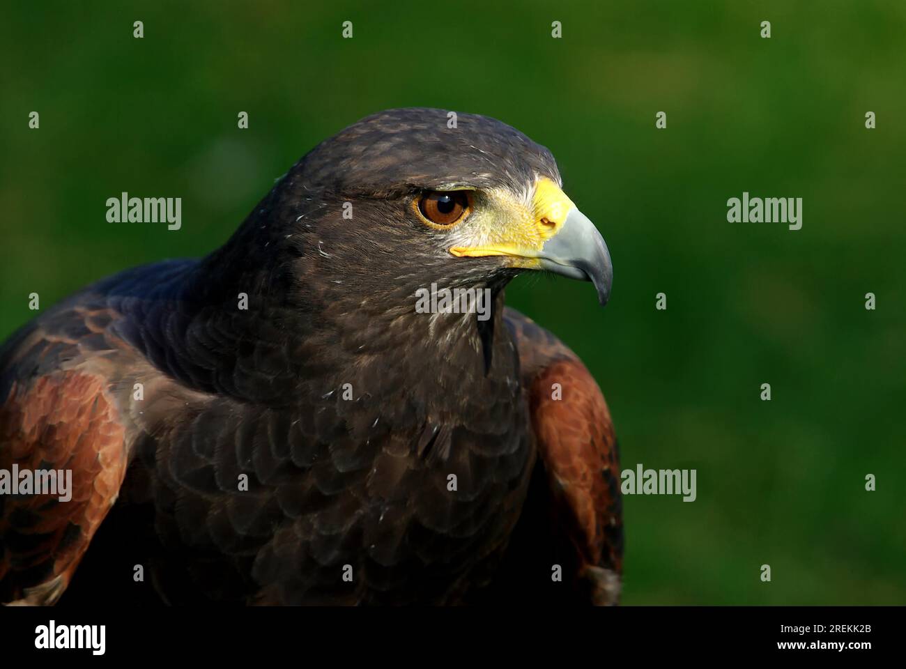 Harris's hawk (Parabuteo unicinctus), Desert Buzzard Stock Photo - Alamy