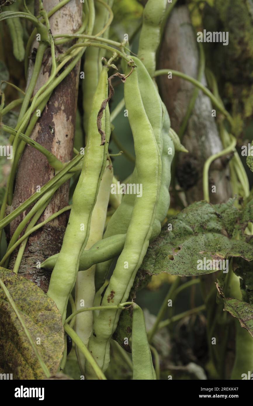 The runner bean 'Neckarkoenigin' is an early maturing variety with long ...