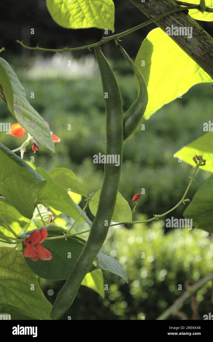 coccineus - Fire bean (Phaseolus) Show-off bean Stock Photo - Alamy