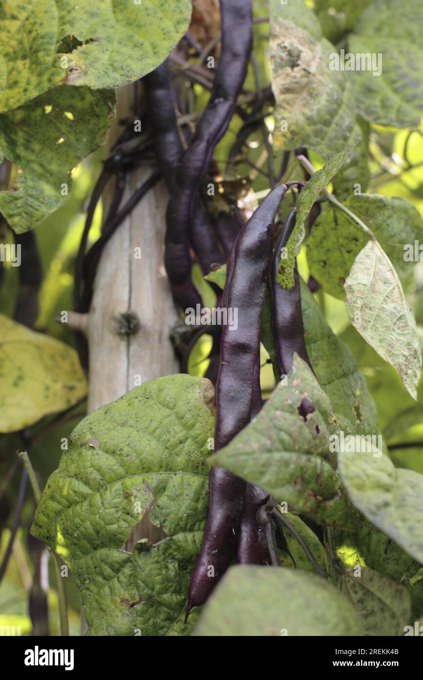 The pole bean 'Blauhilde' is a very proven variety with blue pods Stock ...