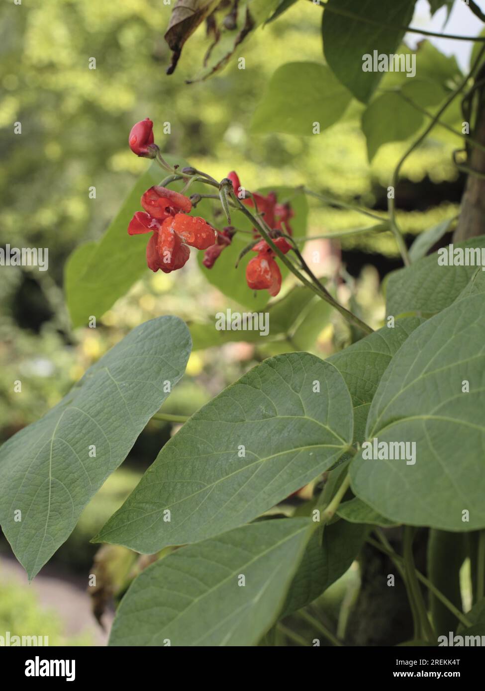 coccineus - Fire bean (Phaseolus) Show-off bean Stock Photo - Alamy