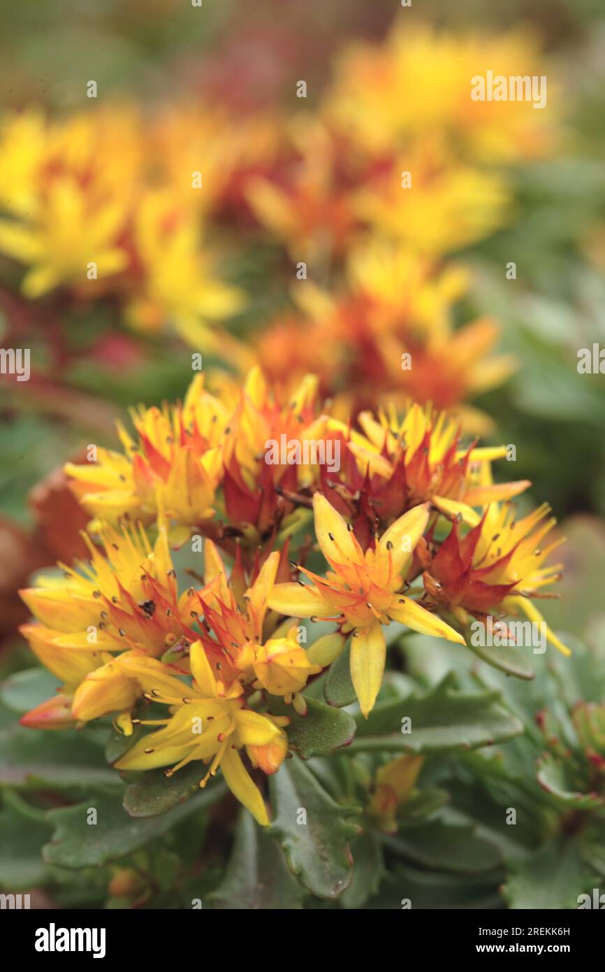 Gold stonecrop hi-res stock photography and images - Alamy