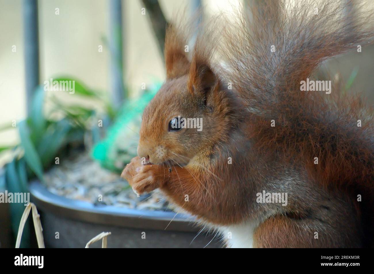 Cute squirrel visits human civilization Stock Photo - Alamy