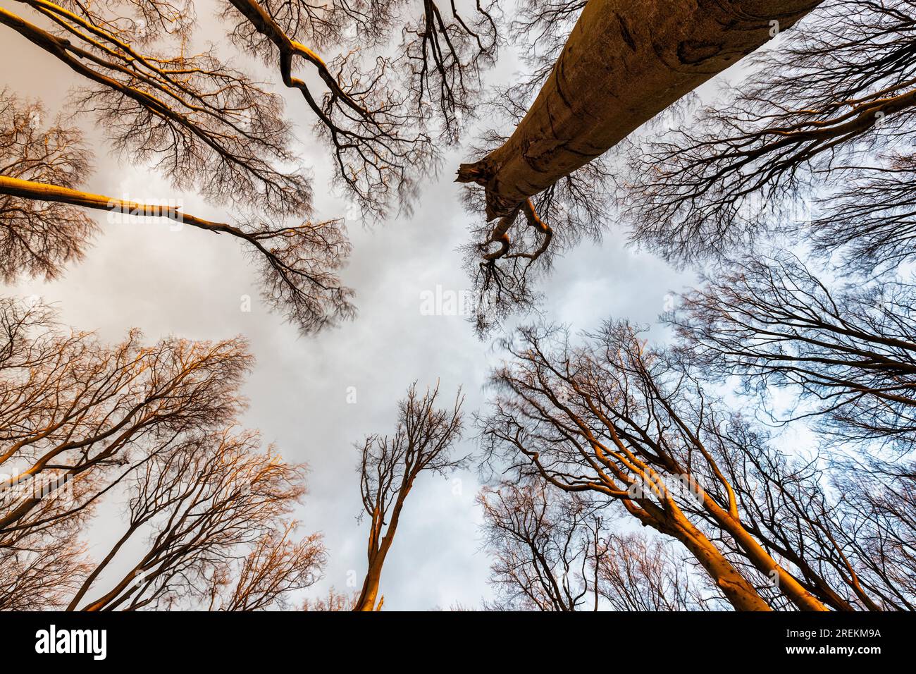 Through treetop hi-res stock photography and images - Alamy