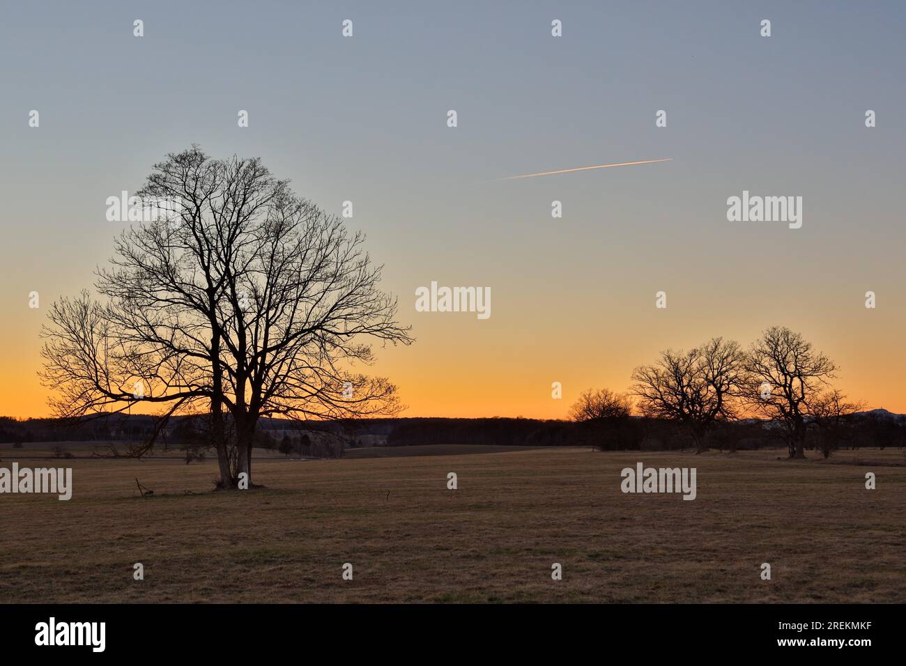 Single standing tree in the sunset Stock Photo - Alamy