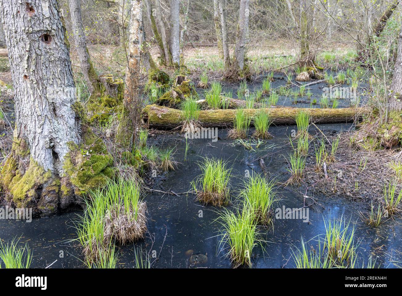 Coastal Forest Darss West Beach with Old Marsh Moor Stock Photo - Alamy