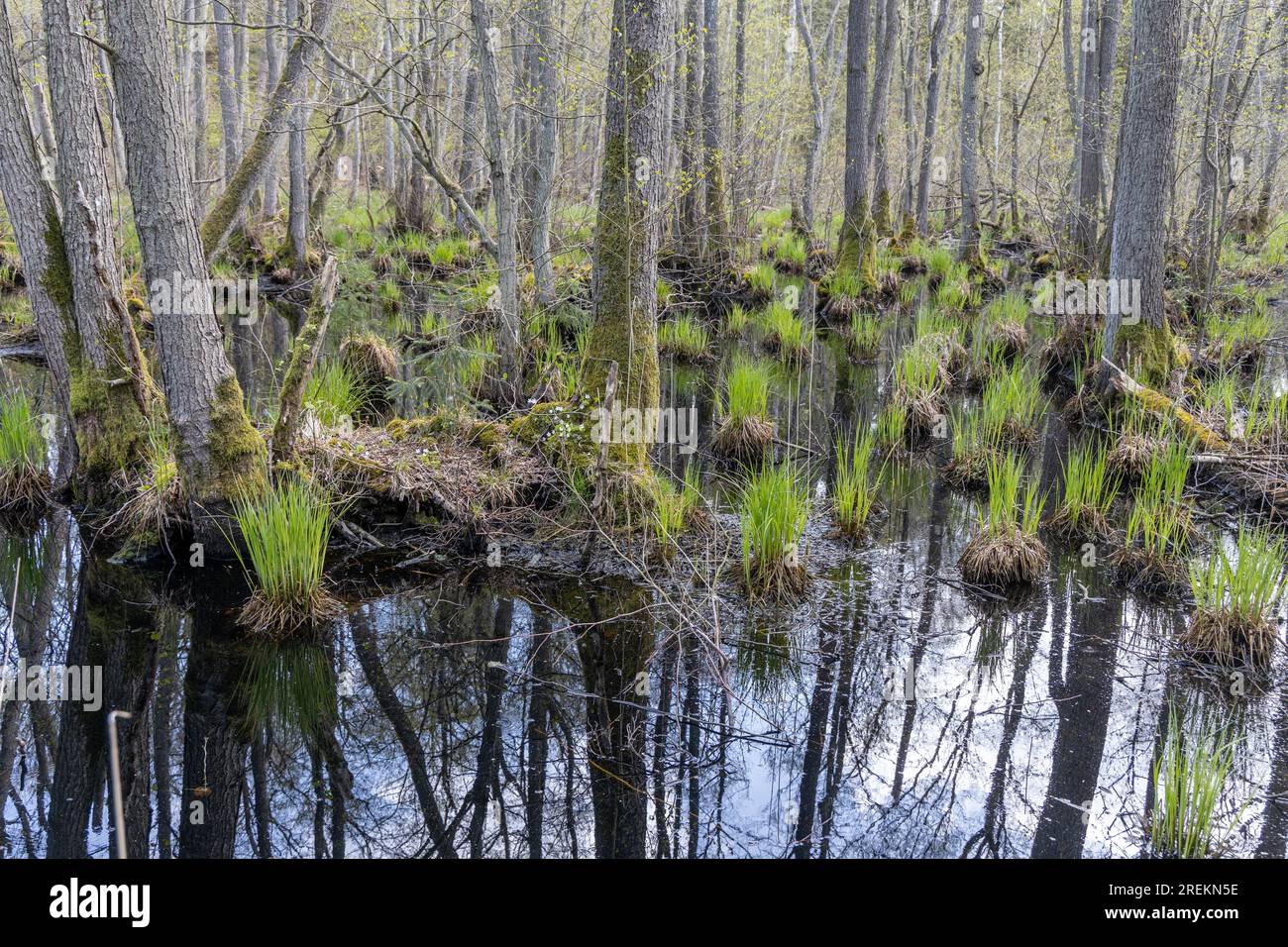 Coastal Forest Darss West Beach with Old Marsh Moor Stock Photo - Alamy