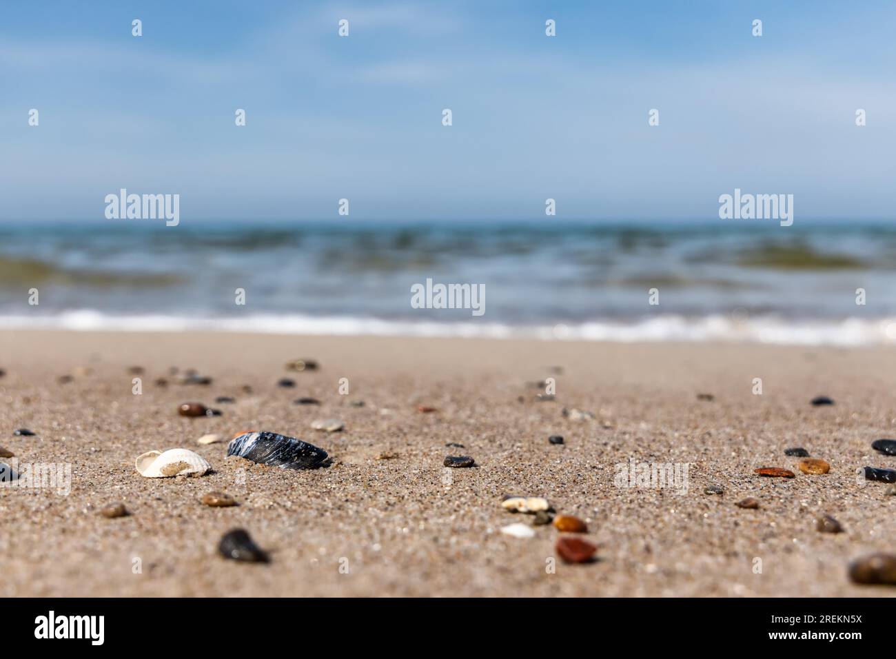 Baltic sea shells hi-res stock photography and images - Alamy