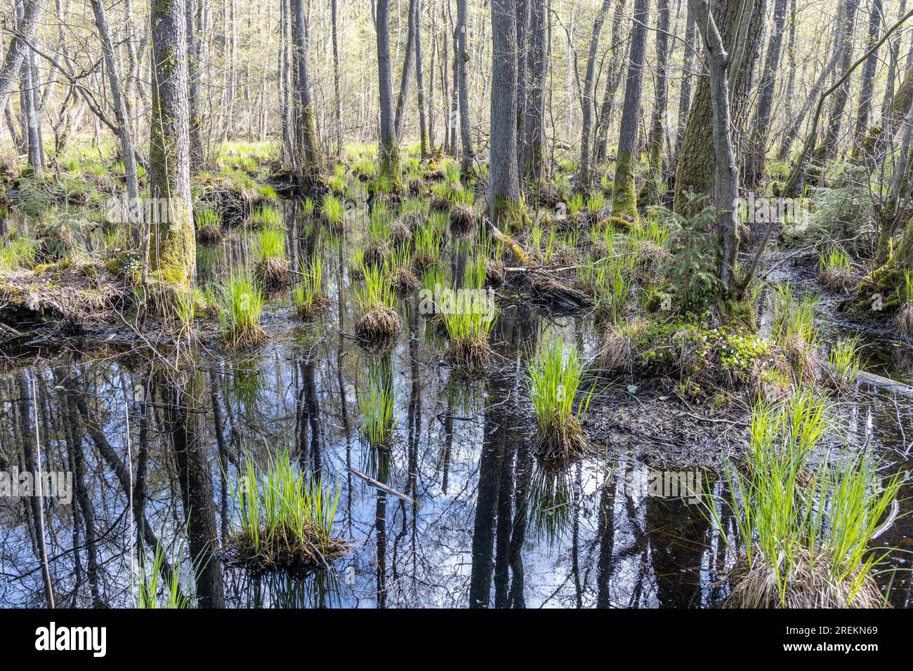 Coastal Forest Darss West Beach with Old Marsh Moor Stock Photo - Alamy