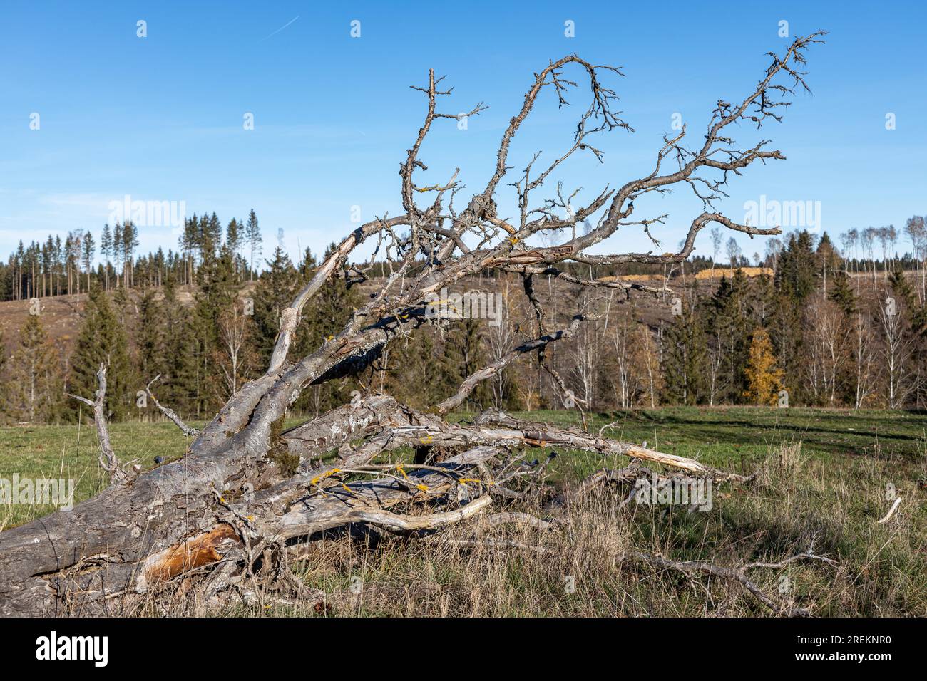 Tree deadwood hi-res stock photography and images - Alamy