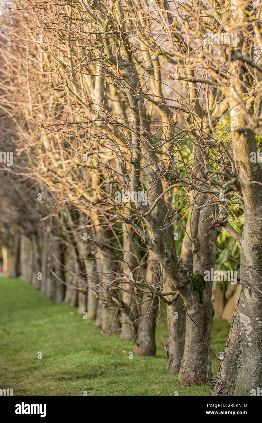 Row trees along path hi-res stock photography and images - Alamy
