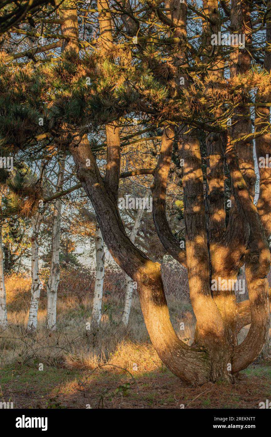 Evening light in a pine tree Stock Photo - Alamy