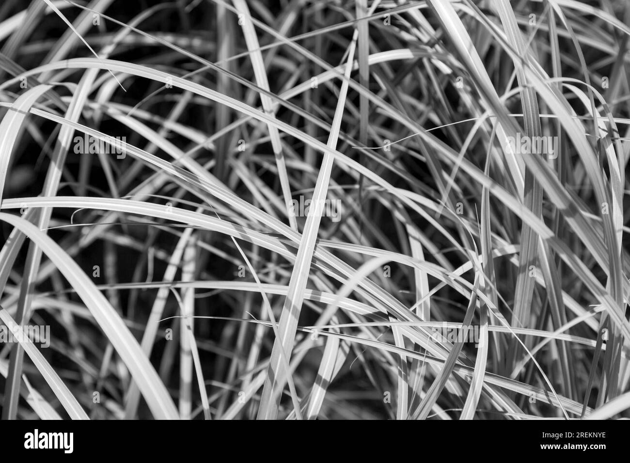 Black and white grass texture for backgrounds Stock Photo - Alamy