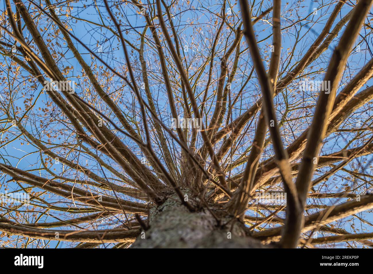 Branching of a deciduous tree Stock Photo - Alamy