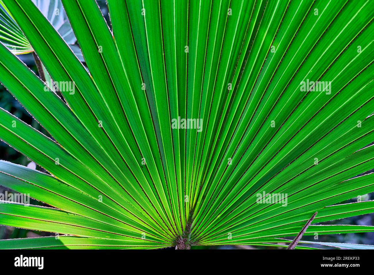 Close up of a palm tree leaf for backgrounds Stock Photo - Alamy