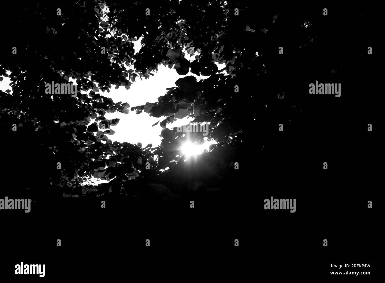 Sunlight backlit Black and White Stock Photos & Images - Alamy