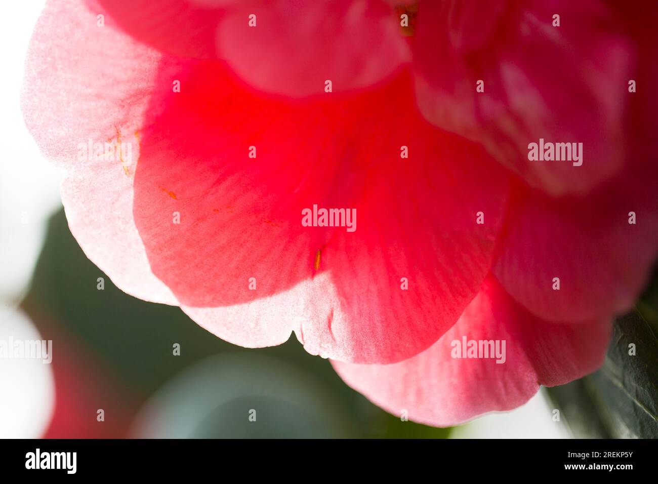 Backlit macro hi-res stock photography and images - Alamy