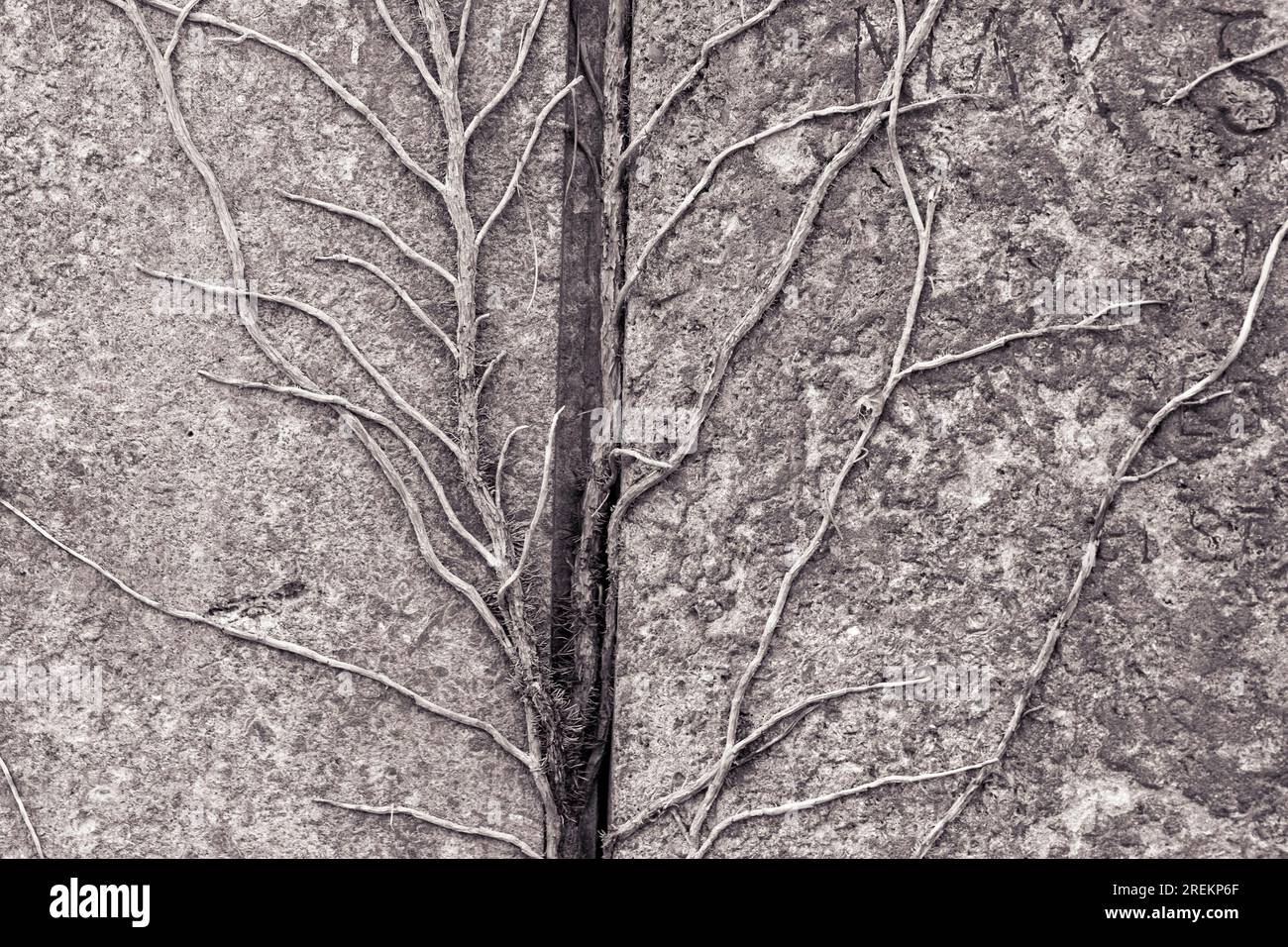 Tendrils growing on a granite stone for backgrounds Stock Photo - Alamy