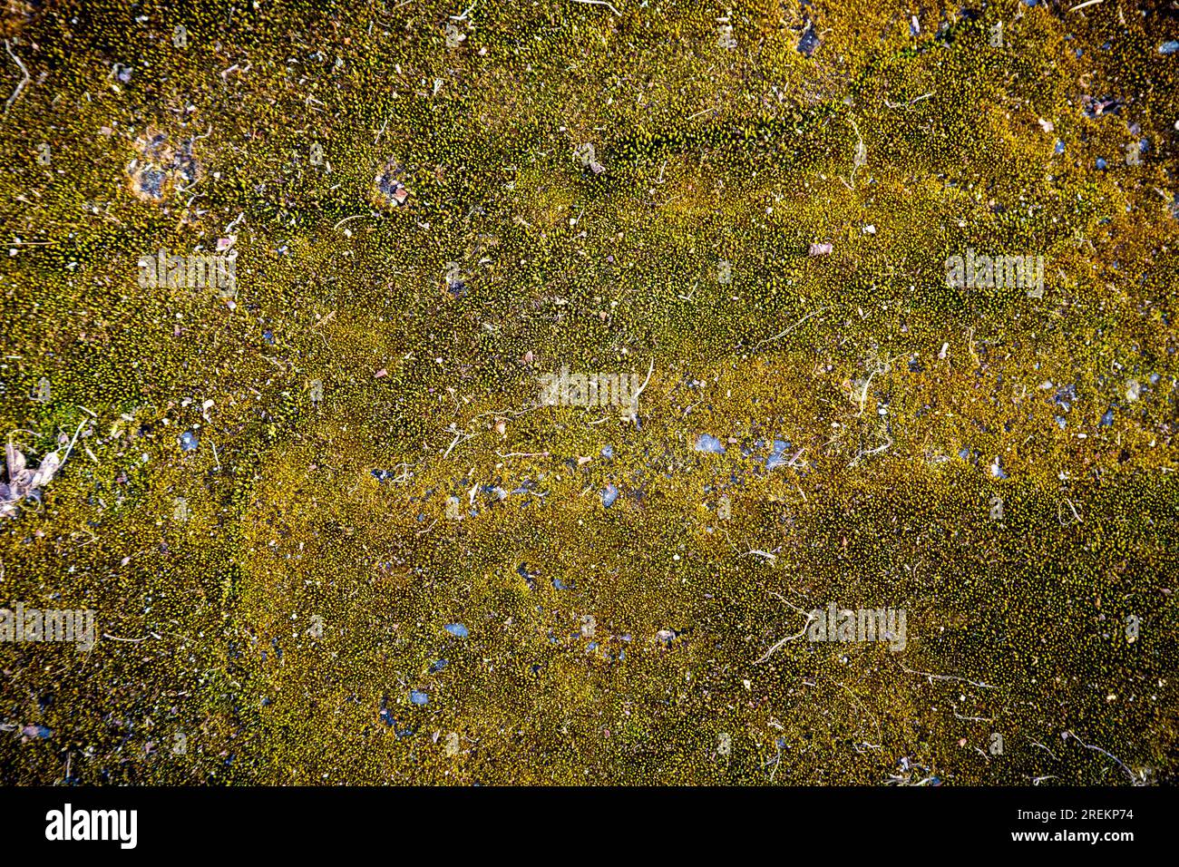 Stone overgrown of moss for backgrounds Stock Photo - Alamy