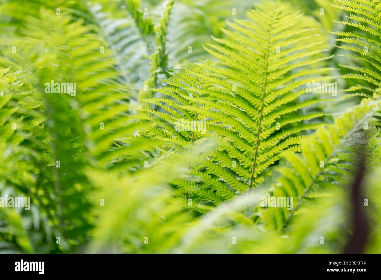 Spring fern texture for backgrounds Stock Photo - Alamy