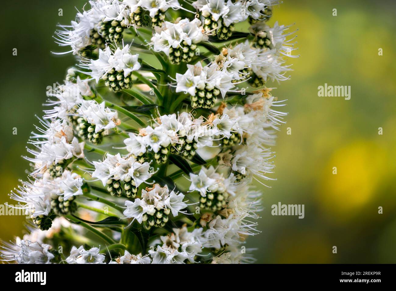 Spring flower detail hi-res stock photography and images - Alamy