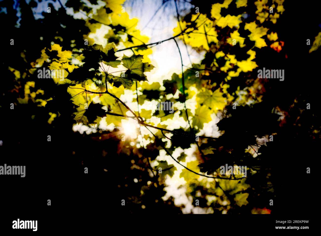 Light and shadows of leaves for backgrounds Stock Photo - Alamy
