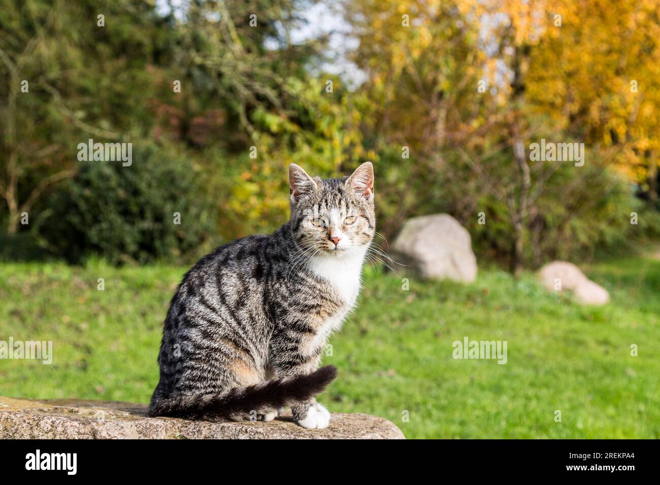Cute cat sitting on a rock Stock Photo - Alamy