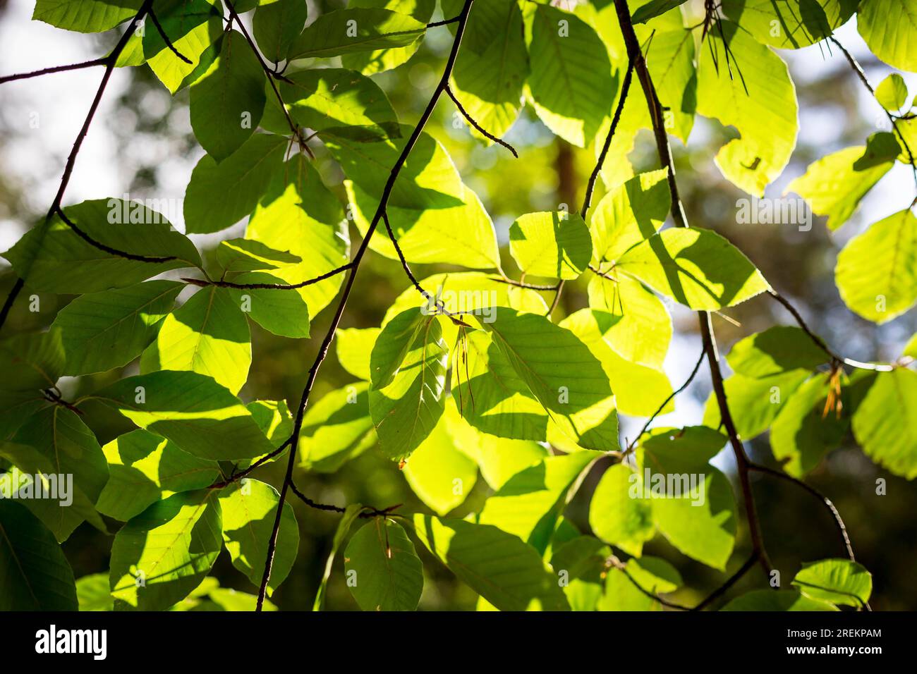 Light and shadows of leaves for backgrounds Stock Photo - Alamy