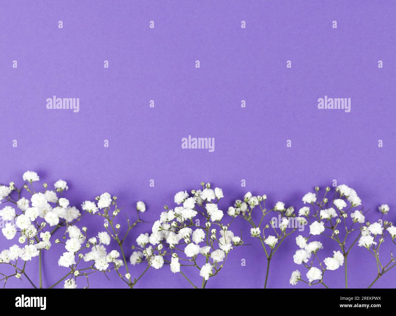 Baby s breath flower bottom purple backdrop. Resolution and high ...
