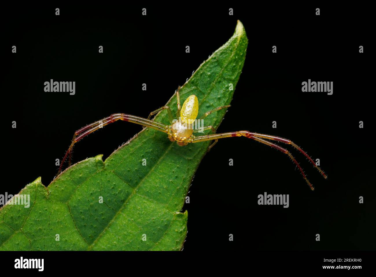 Crab Spider (Misumessus oblongus) - Male Stock Photo - Alamy