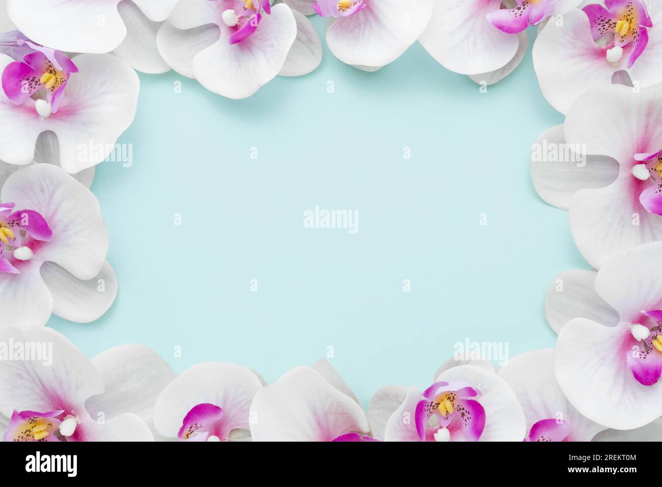 Flat lay pink orchids frame. Resolution and high quality beautiful ...